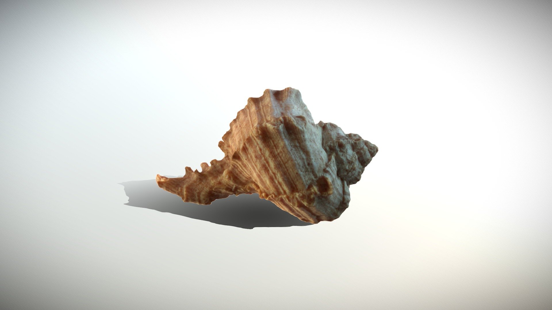 Seashell - Buy Royalty Free 3D model by sky7i [eccd3c5] - Sketchfab Store