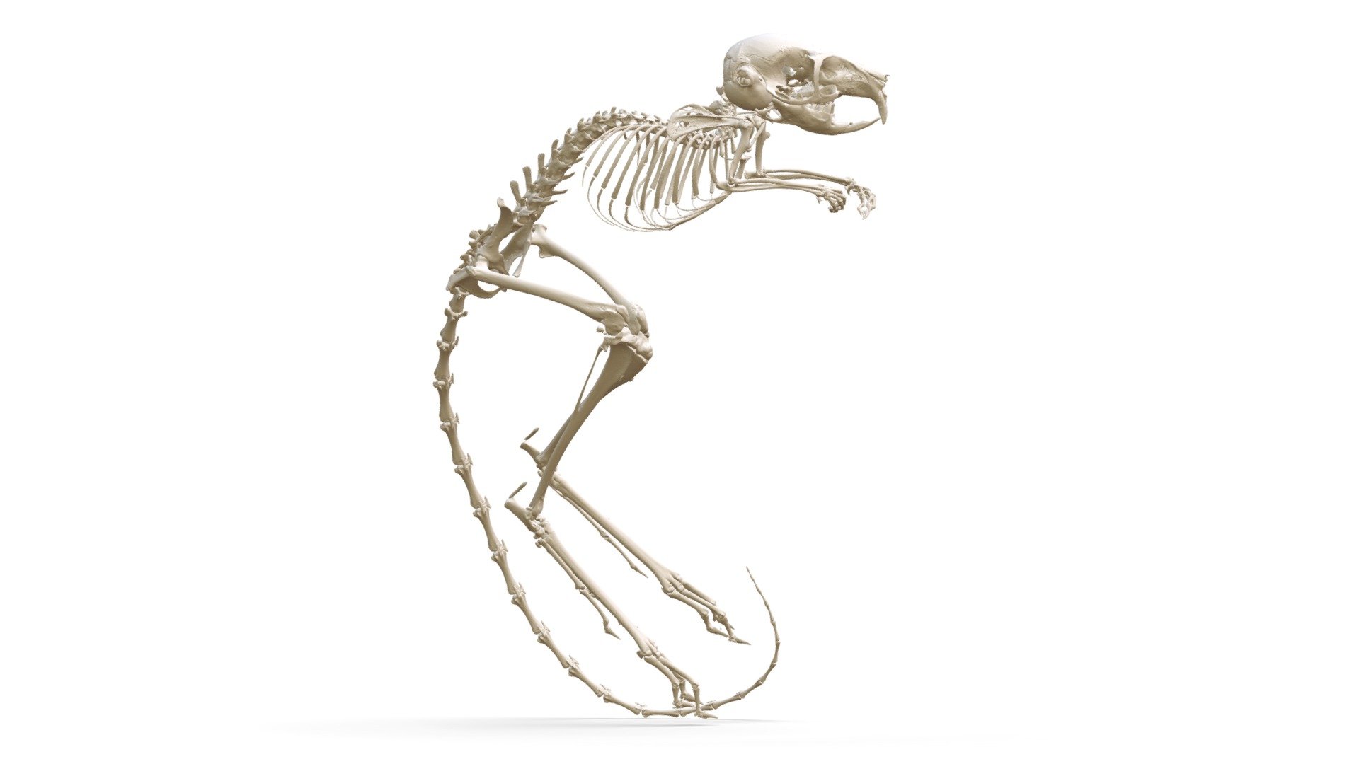 Allactaga bullata (MSB:Mamm:225052) - 3D model by Biodiversity [eccfc21 ...