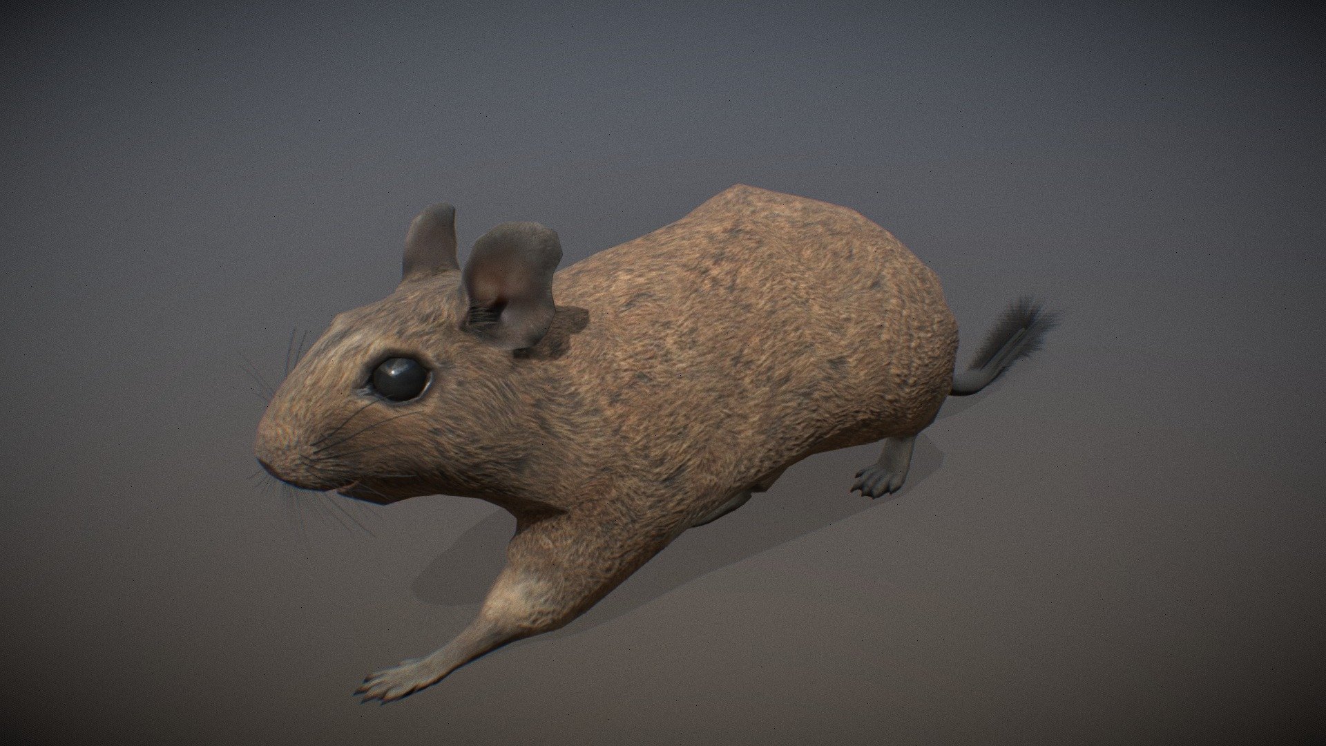 Animalia - Degu - 3D model by GiM (@GamesInMotion) [ecd03d9] - Sketchfab
