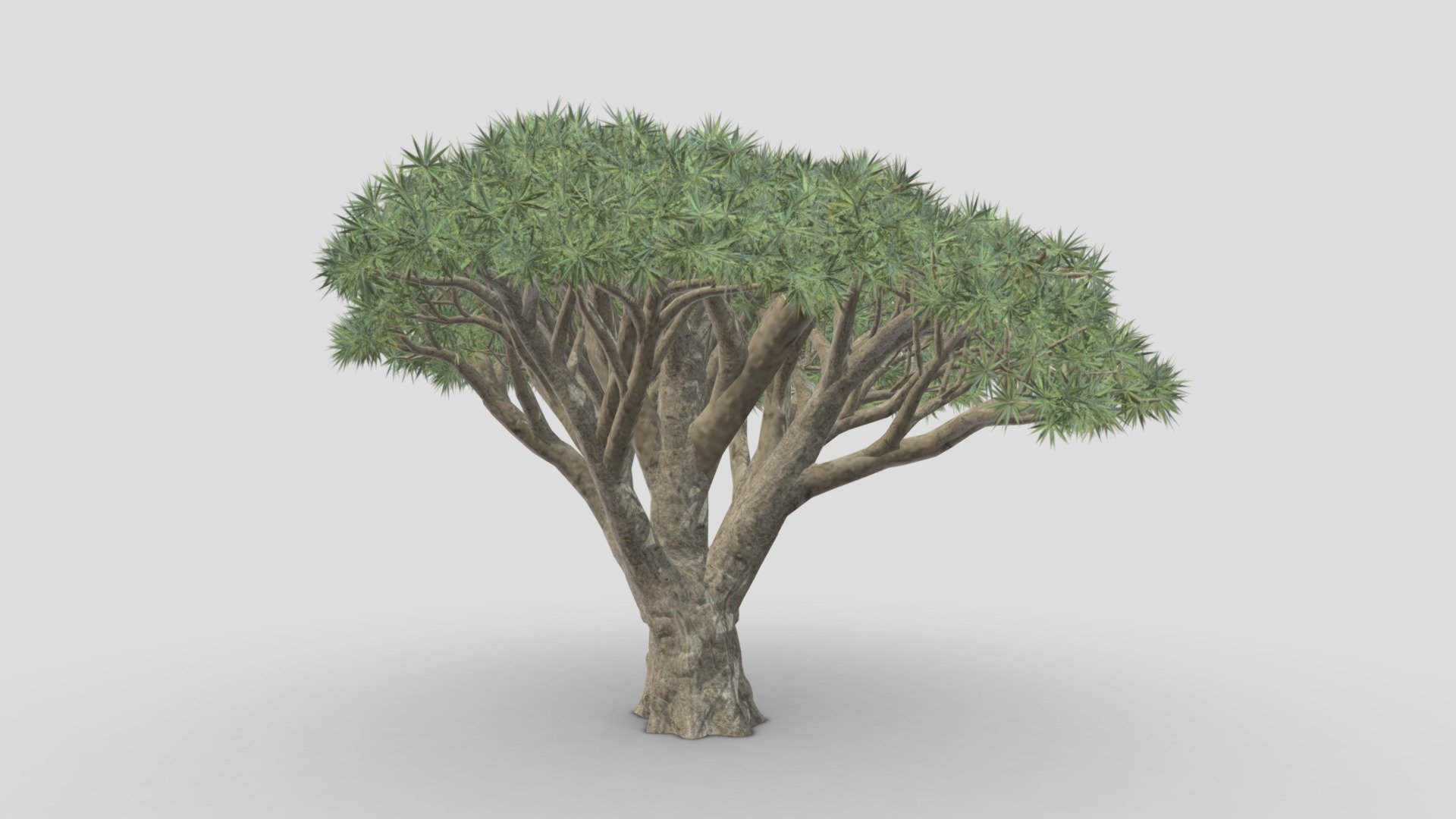 Dracaena Hero- 10 - 3D model by ASMA3D [ecd920b] - Sketchfab