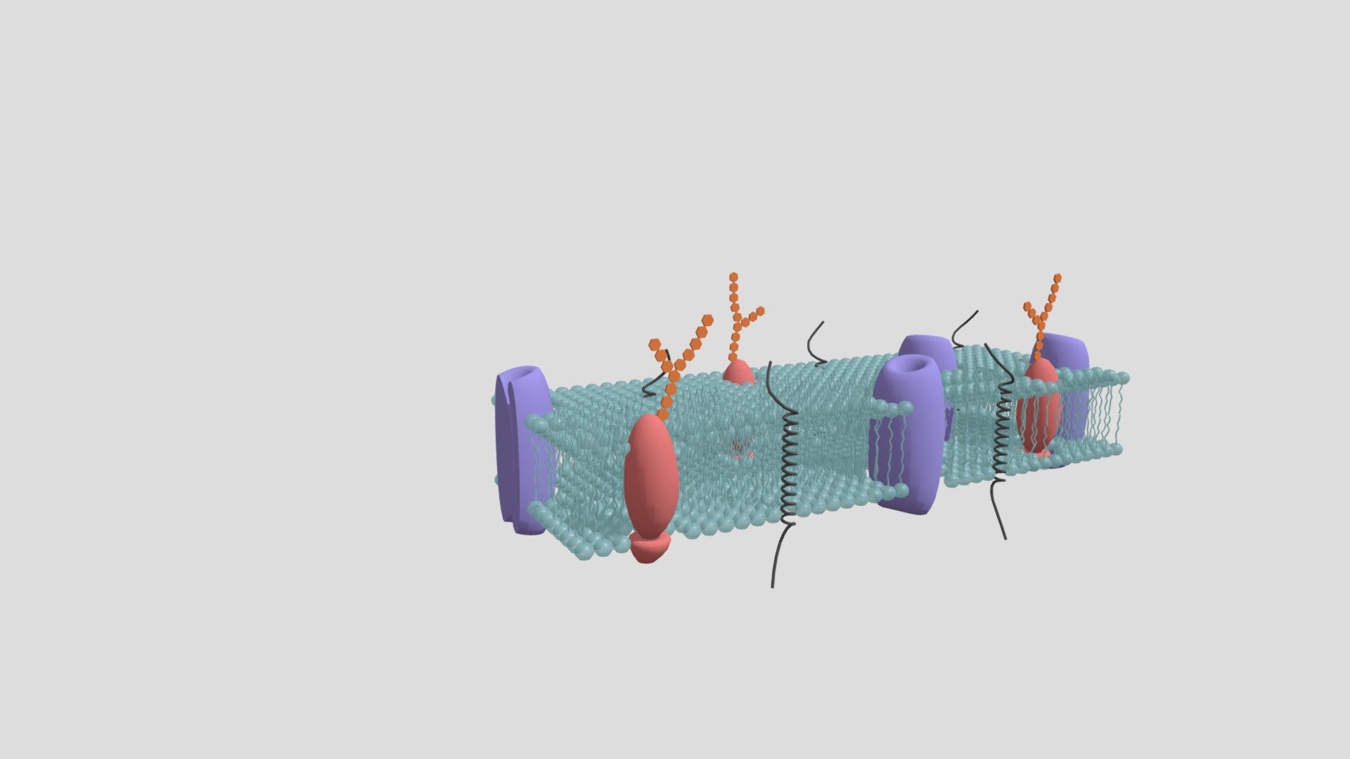cell_membrane - 3D model by Claraviap [ecdd4e2] - Sketchfab