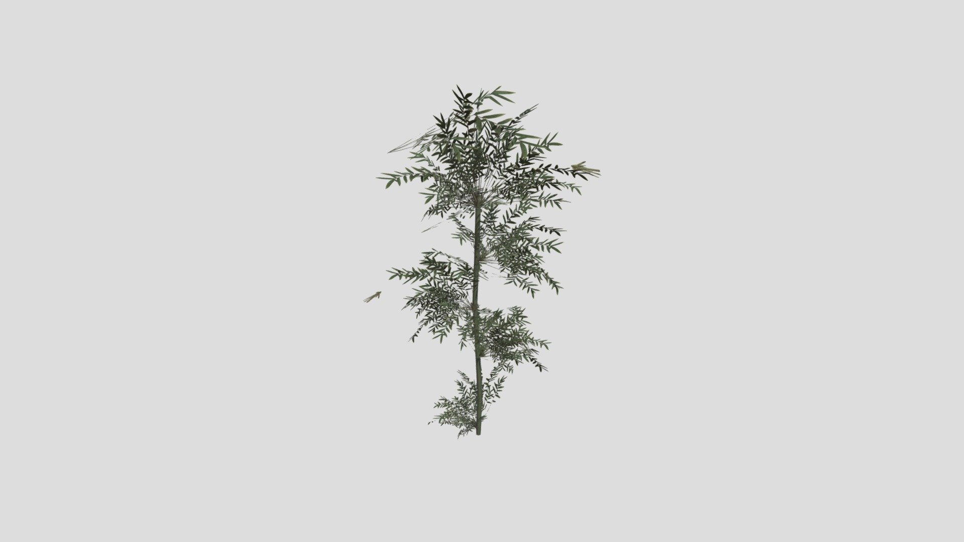 bamboo tree - 3D model by ndt5292 [ece003e] - Sketchfab