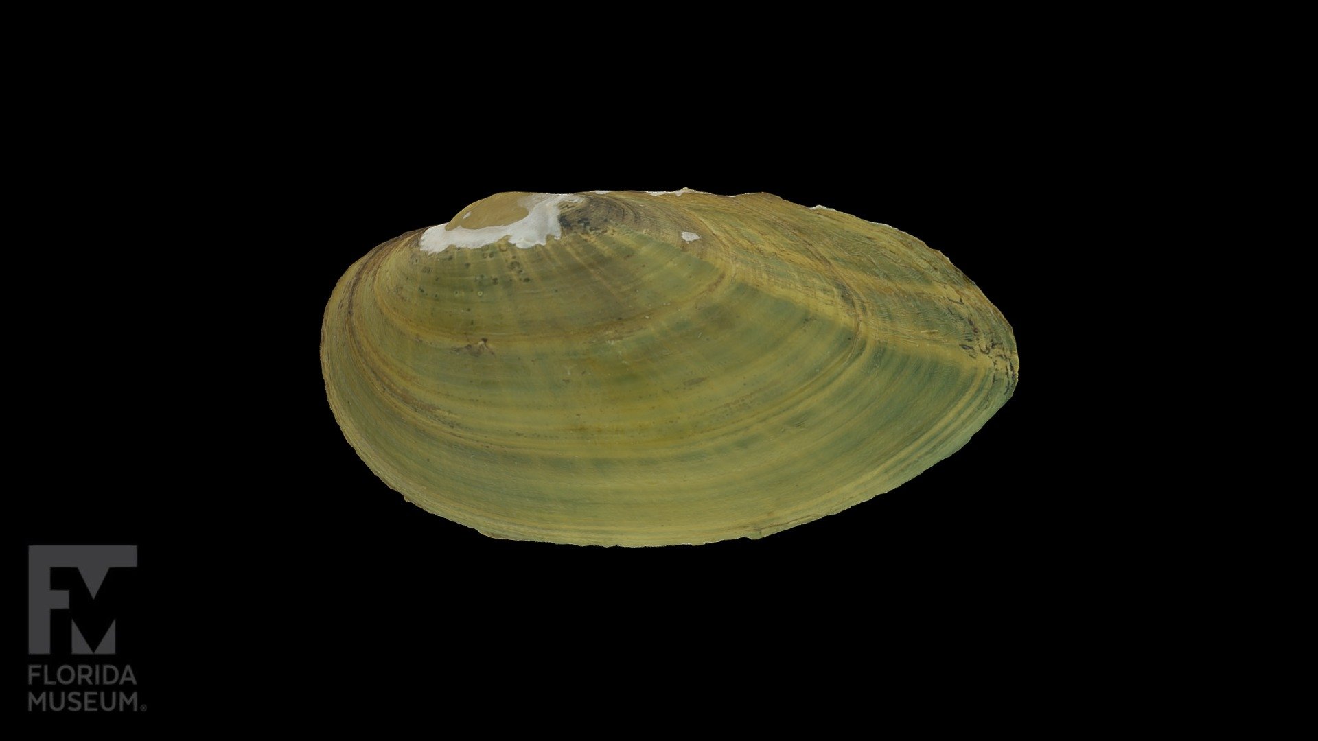 Southern Sandshell - Freshwater Mussel - 3D model by FloridaMuseum ...