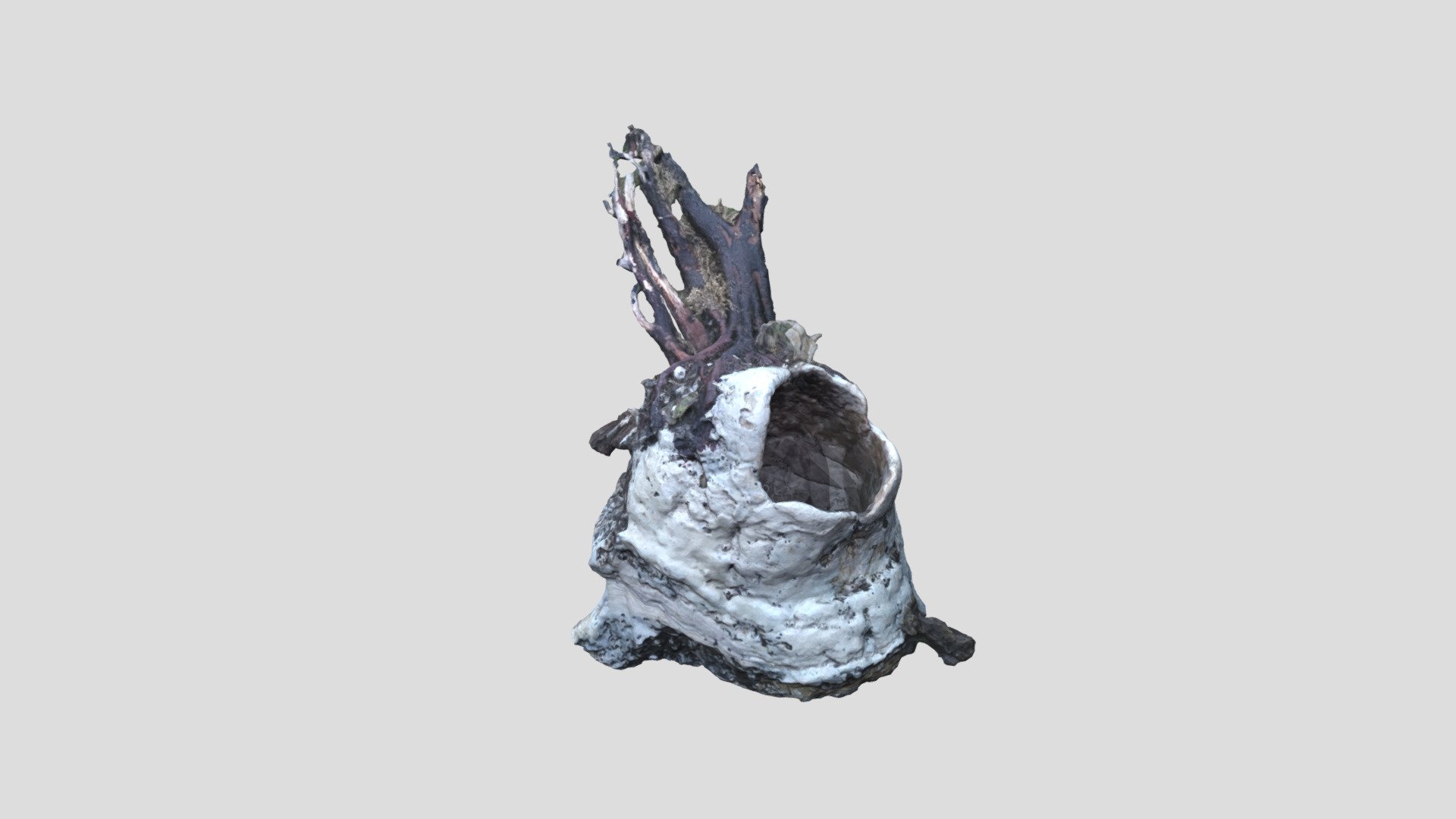 Giant Acorn Barnacle - 3D model by alexxxan [ecf8f4d] - Sketchfab