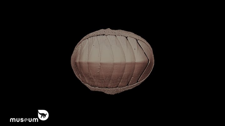 Chiton 3D models - Sketchfab
