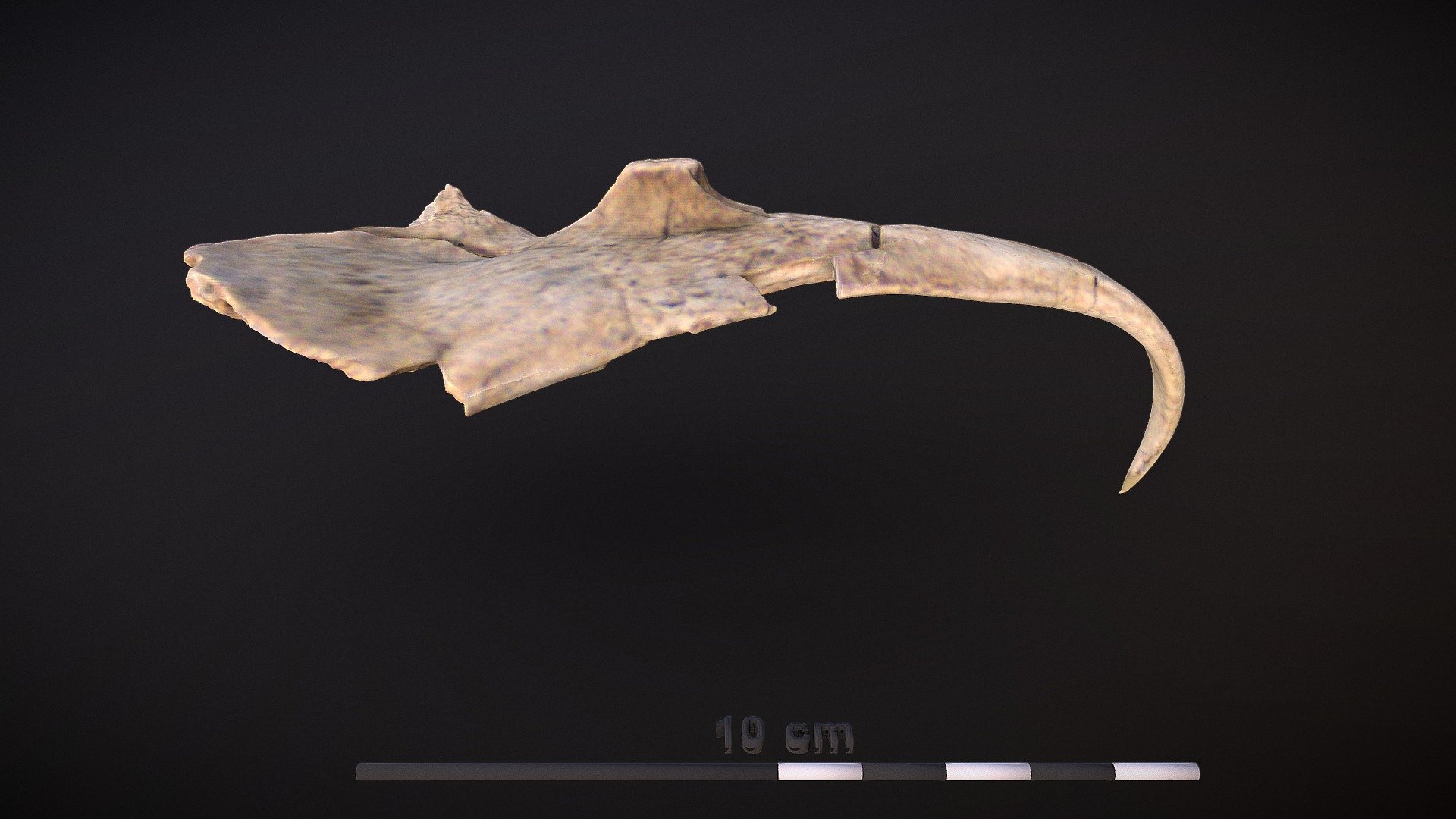 Bone awl / perforator - 3D model by Archeolodzy.org Foundation ...