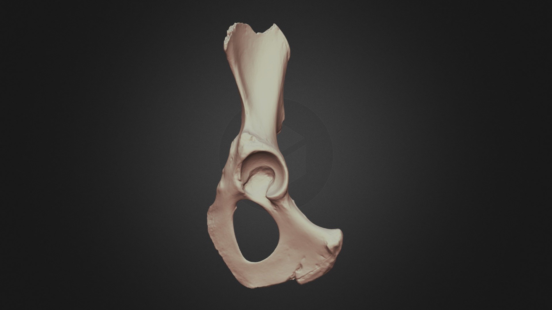 Ursus americanus (Black Bear) Left Os Coxa - 3D model by Lakehead ...