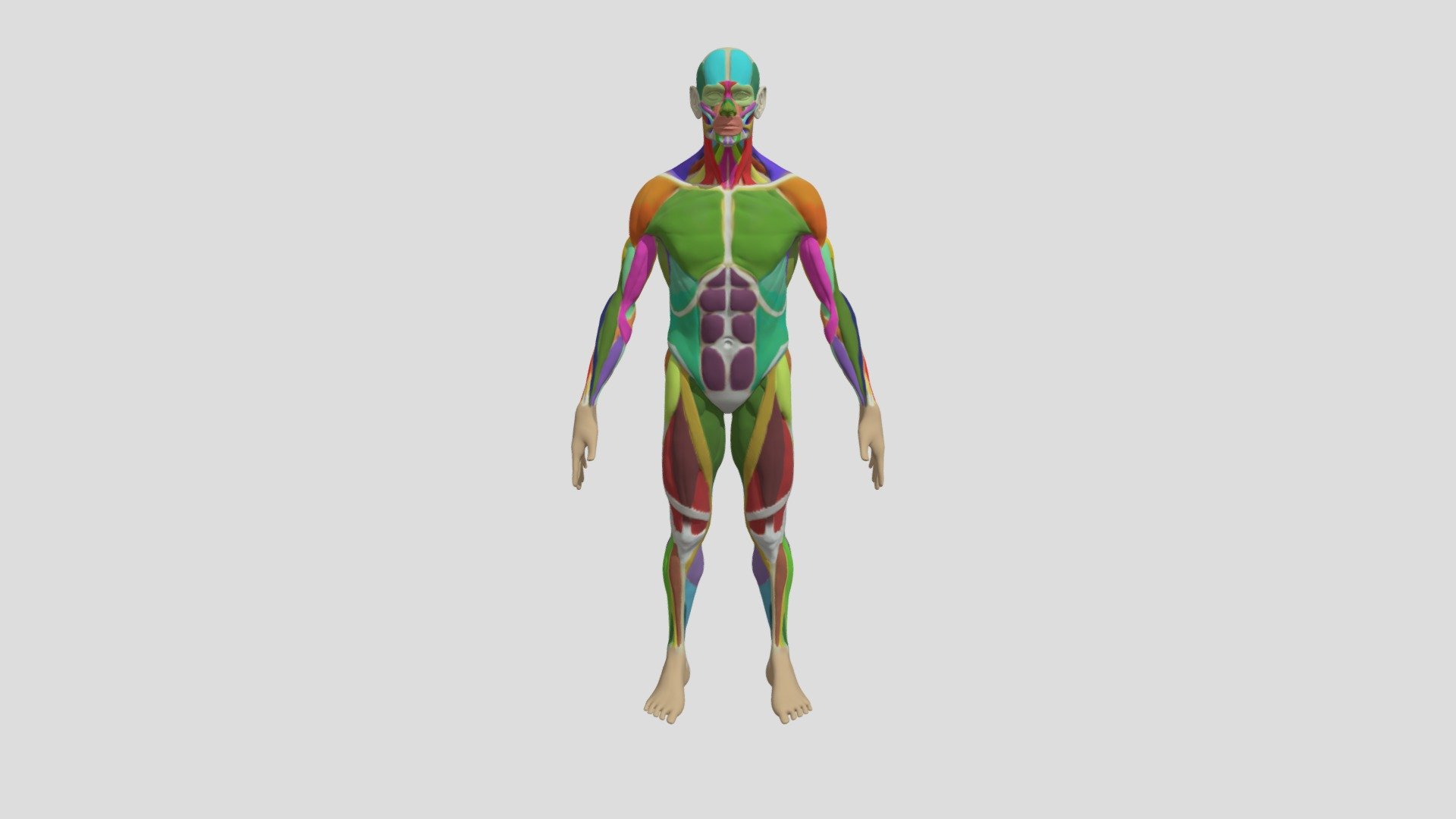 Anatomy Study: Écorché - 3D model by Maria del Mar Salas (@mariasalas ...