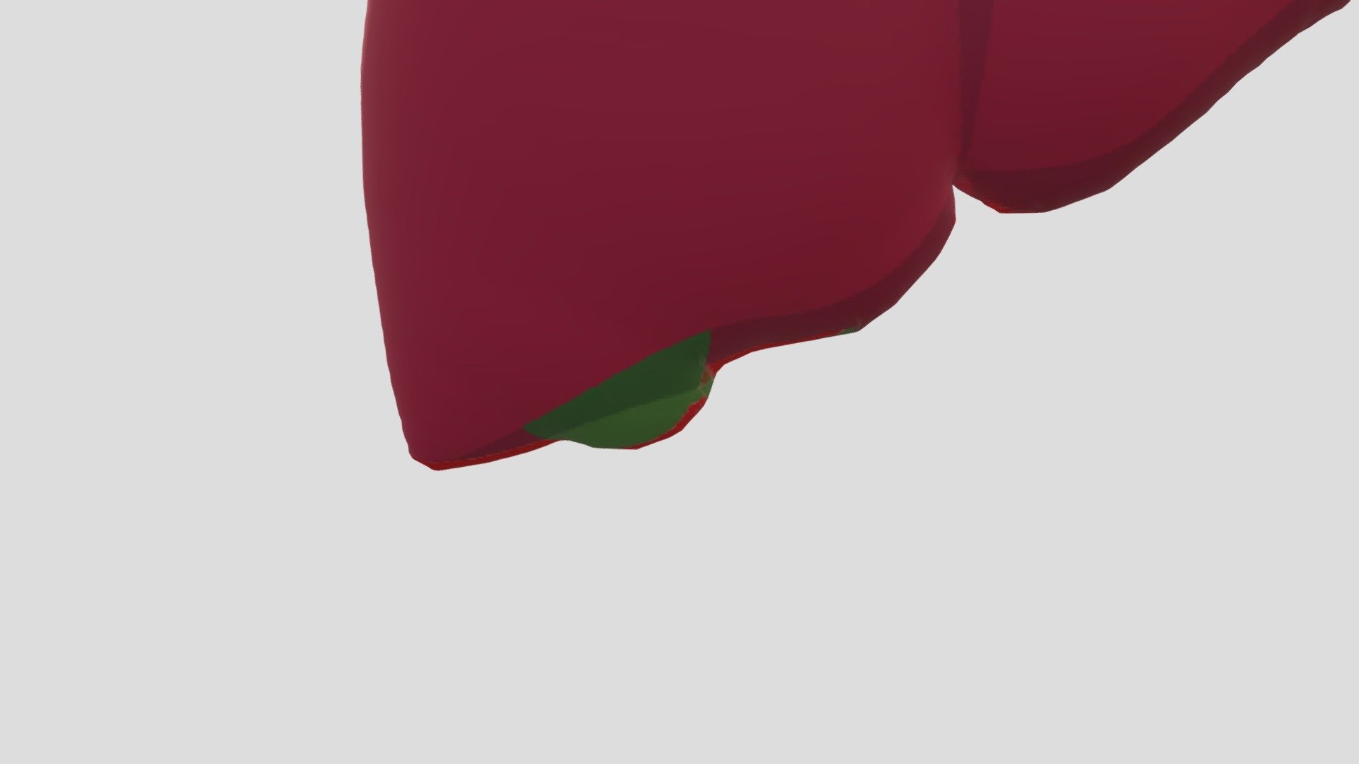 Liver for Learning 3D Model - Download Free 3D model by Toet_Arindah ...