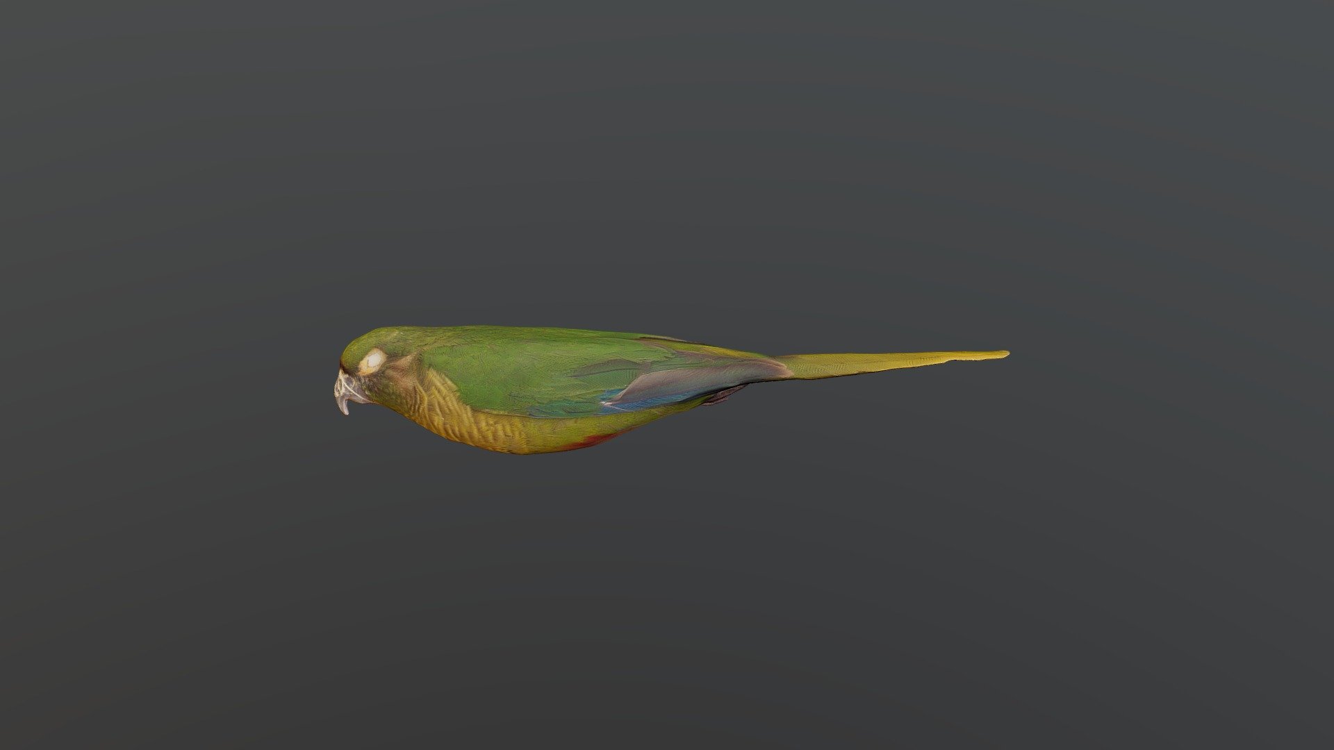 Maroon-bellied Parakeet - Pyrrhura frontalis - Download Free 3D model ...
