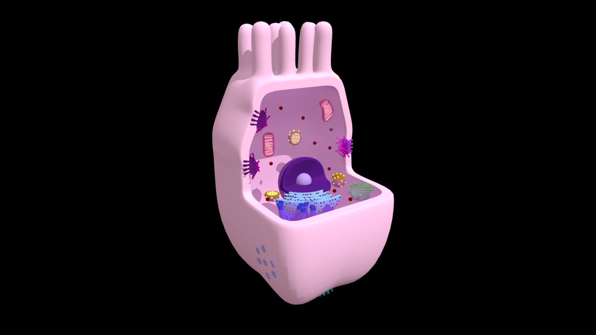 Enterocyte Cell Model - 3D model by Liliana Ramos (@lgr61781) [ed100ba ...