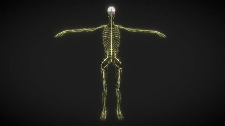 Small-intestine 3D models - Sketchfab