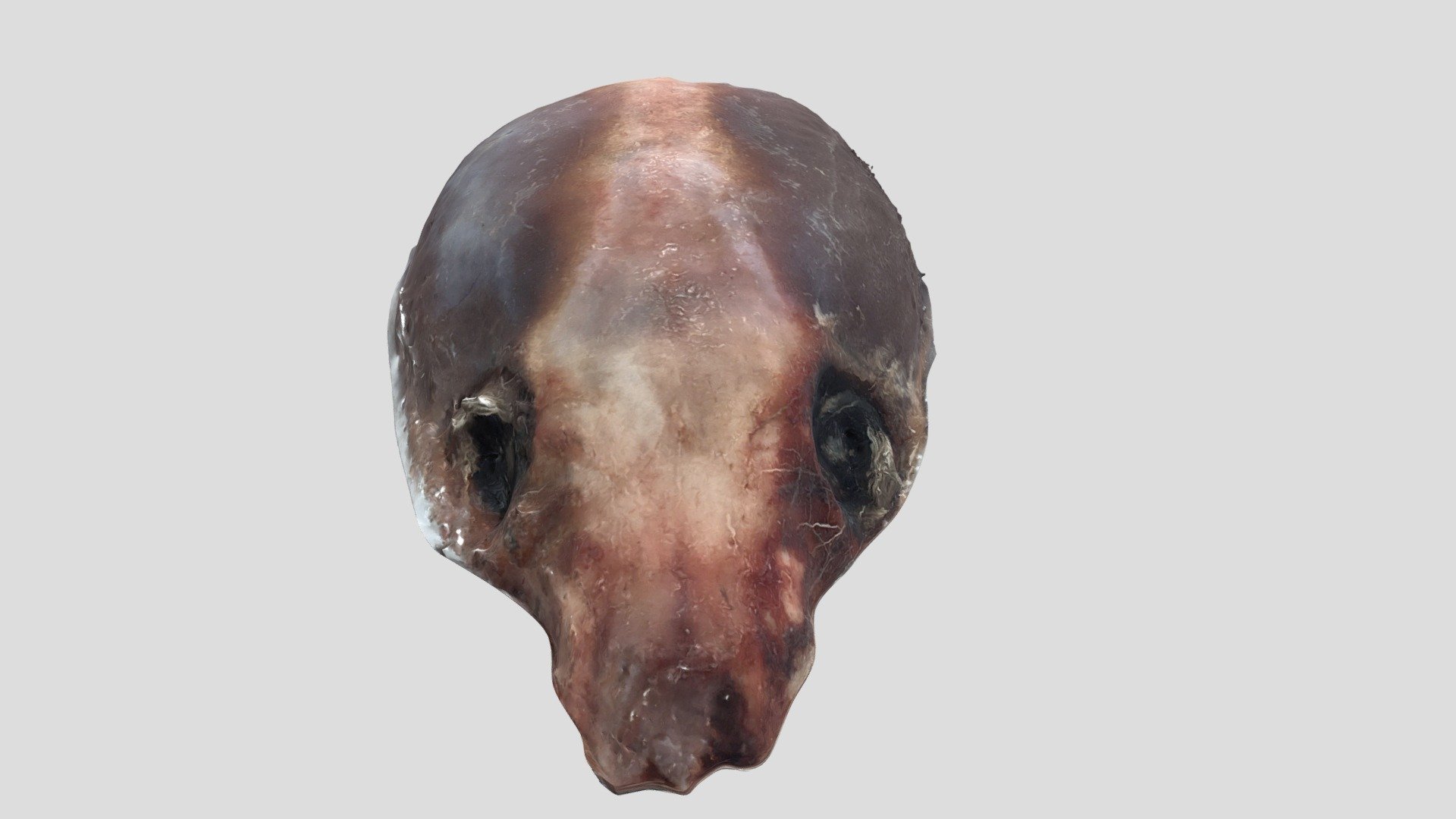 Modified-marten - 3D model by DLT-Lethbridge-College [ed14402] - Sketchfab