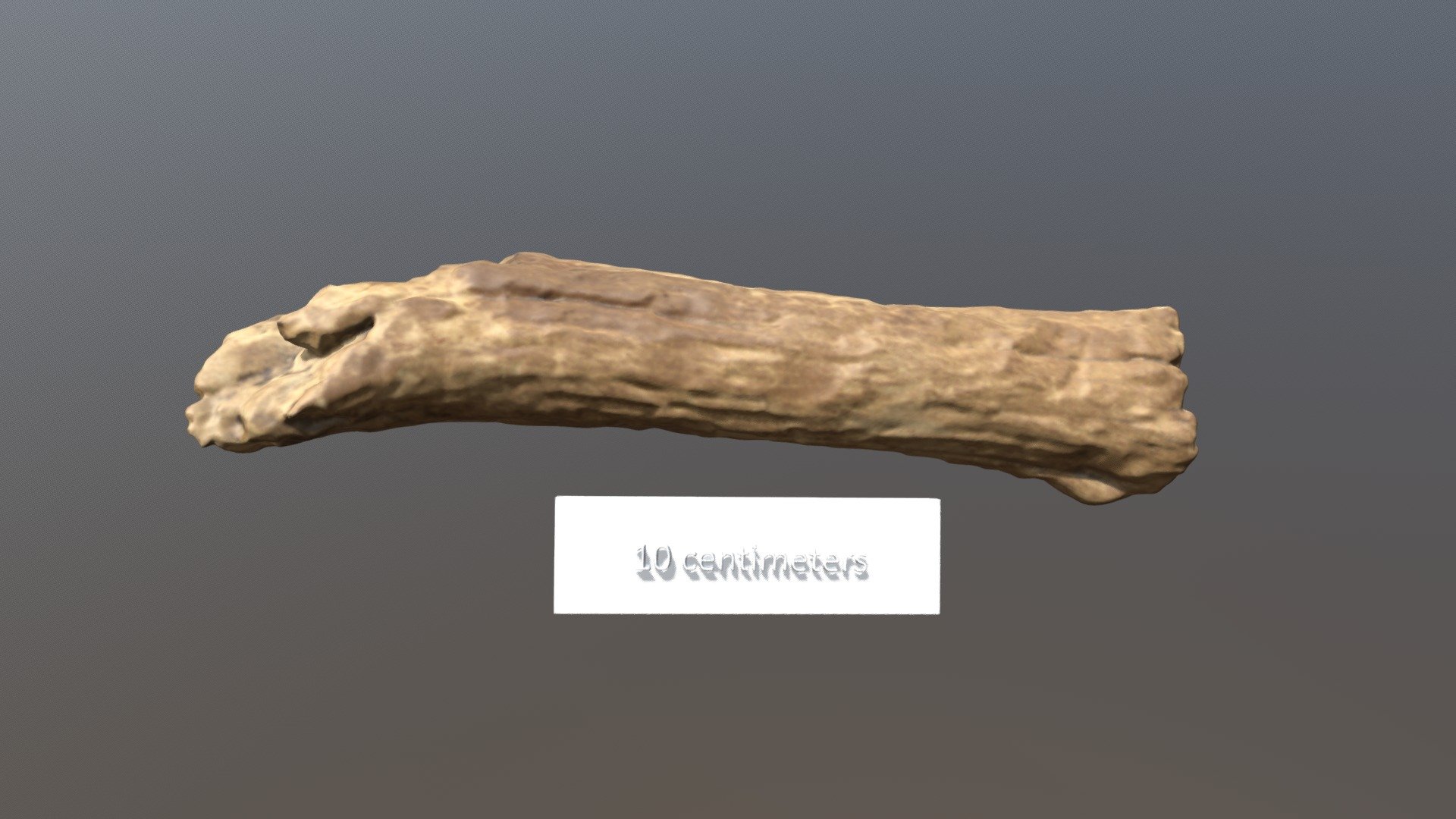 Stag Moose Antler (VCU_3D_3612) - 3D model by Virtual Curation Lab ...