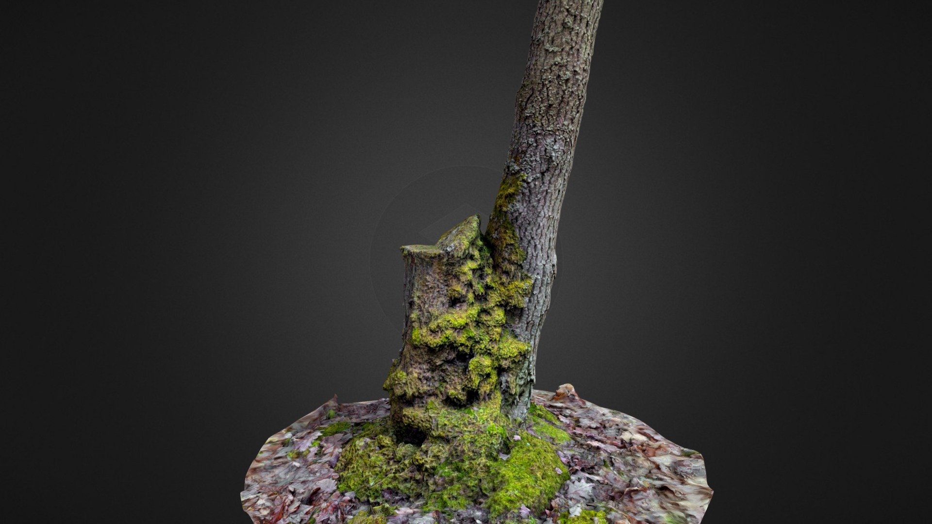Mossy tree with ground - Download Free 3D model by ZiemniaQ [ed1676d ...