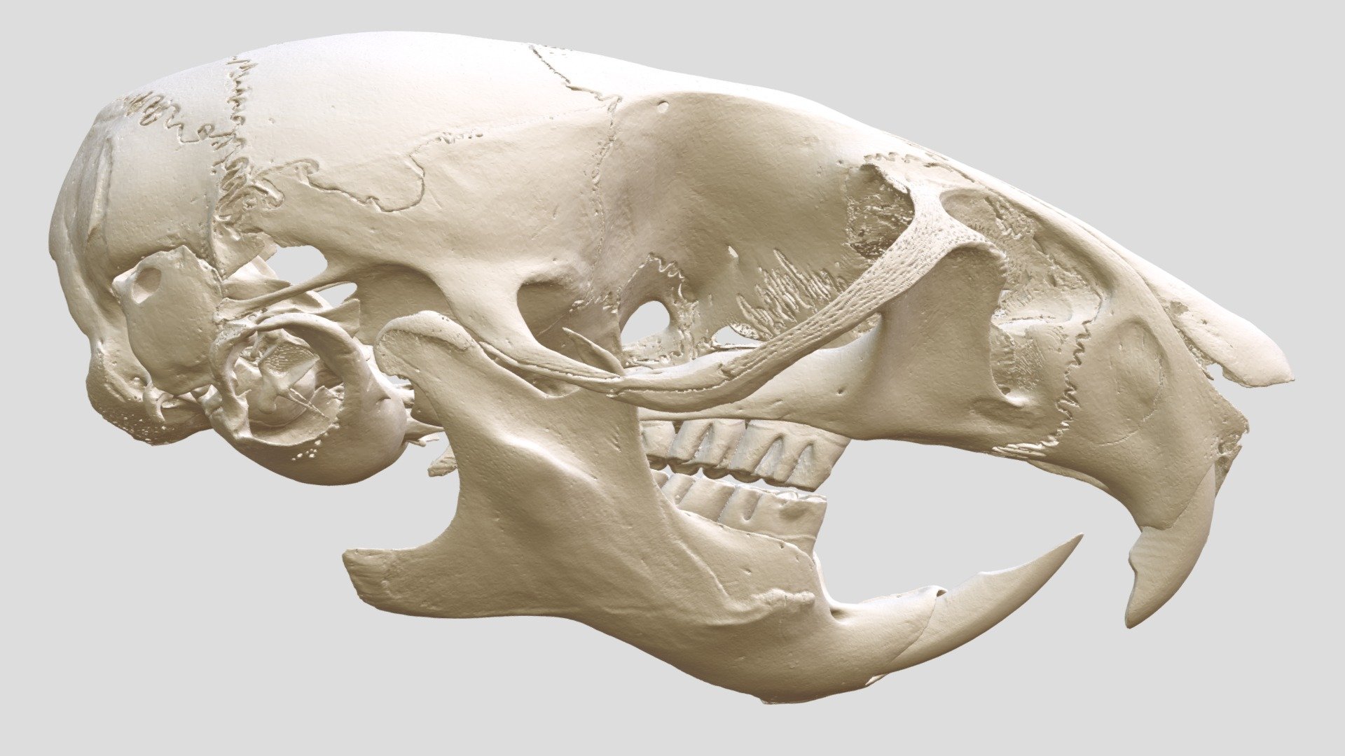 Calomys callosus (MSB:Mamm:63582) - 3D model by Biodiversity [ed168ee ...