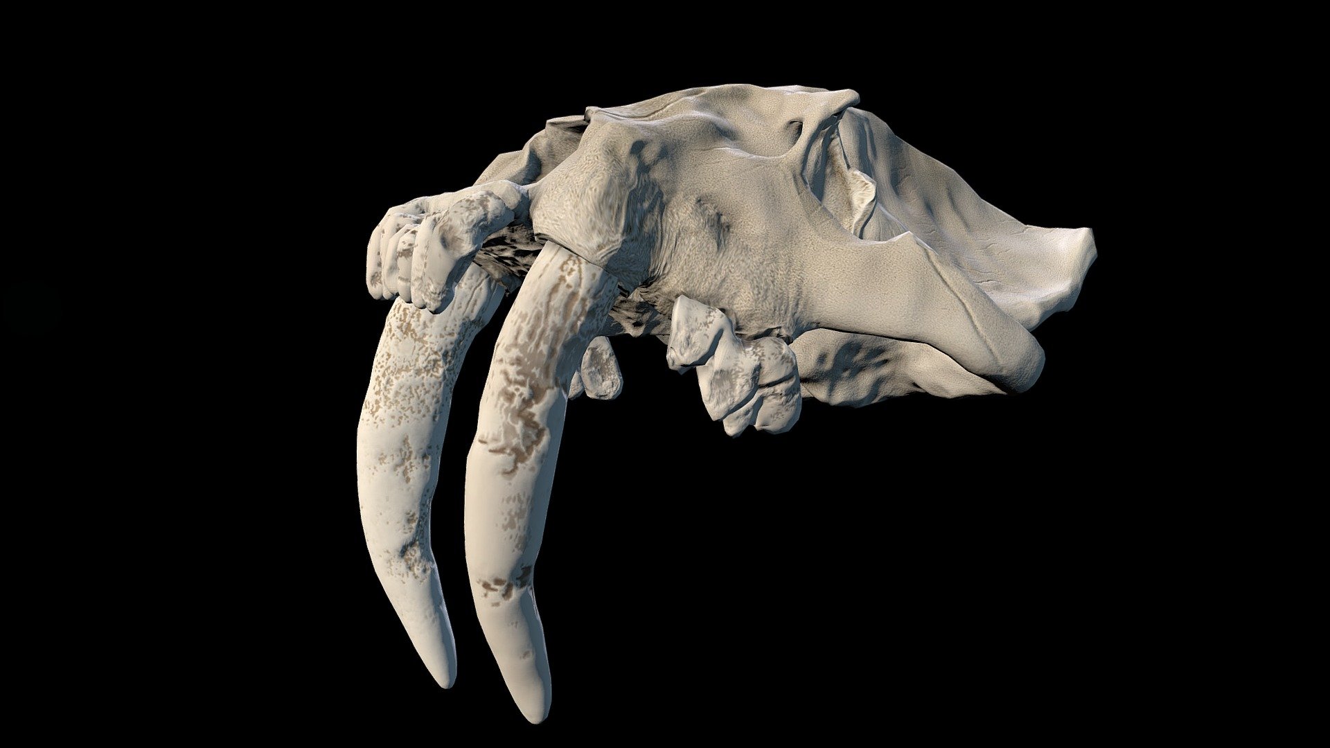 Smilodon (Sabertooth Cat) Skull - Buy Royalty Free 3D model by the ...