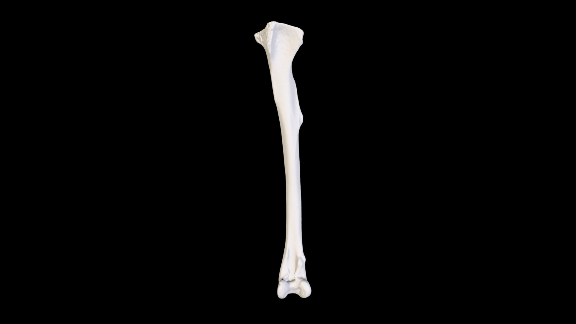 Kākāpō (Strigops habroptilus) left tibiotarsus - 3D model by Auckland ...