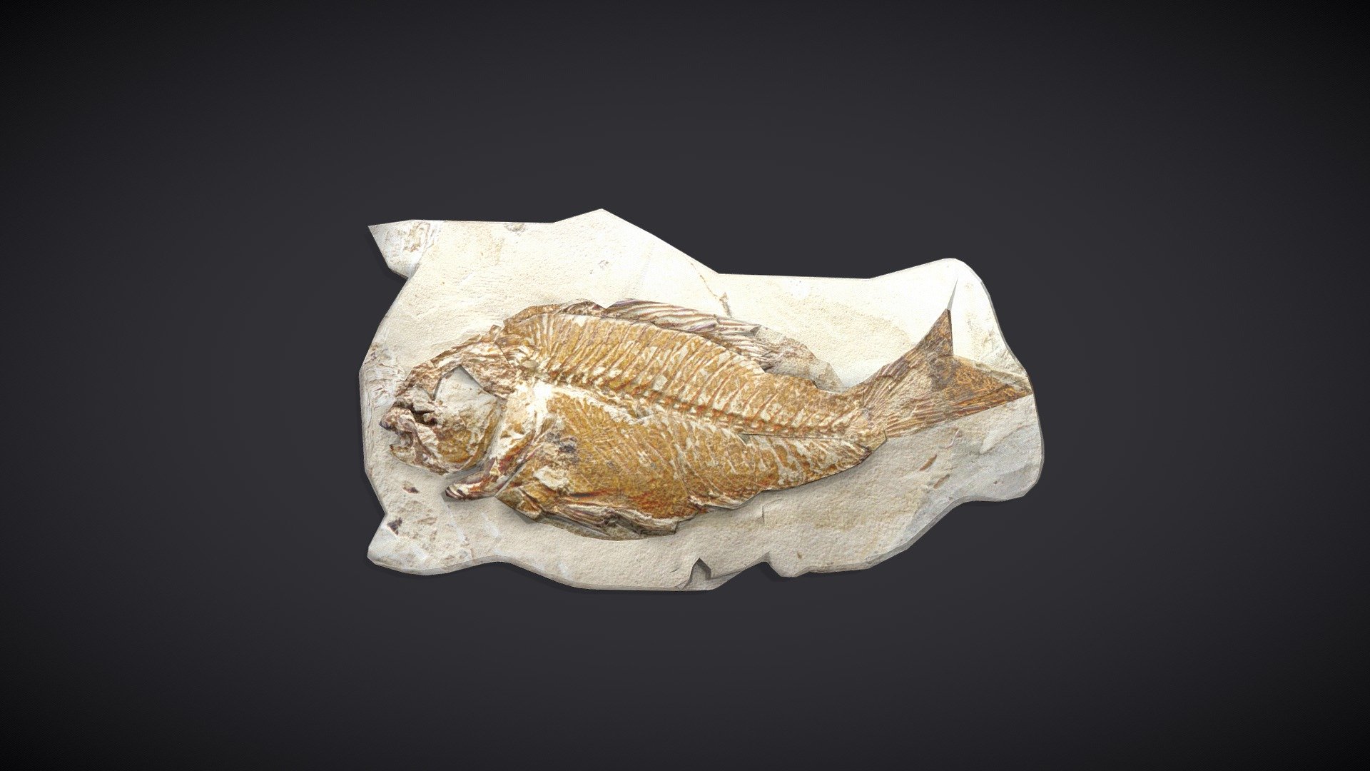 Museum Of Natural History | Fish Fossil - Buy Royalty Free 3D model by ...