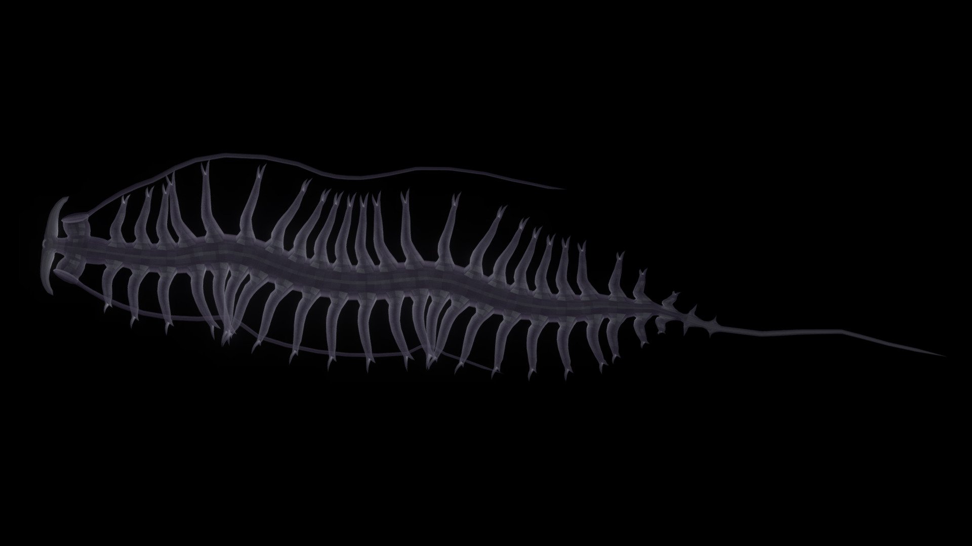Tomopteris - Download Free 3D model by n- [ed2f2b9] - Sketchfab