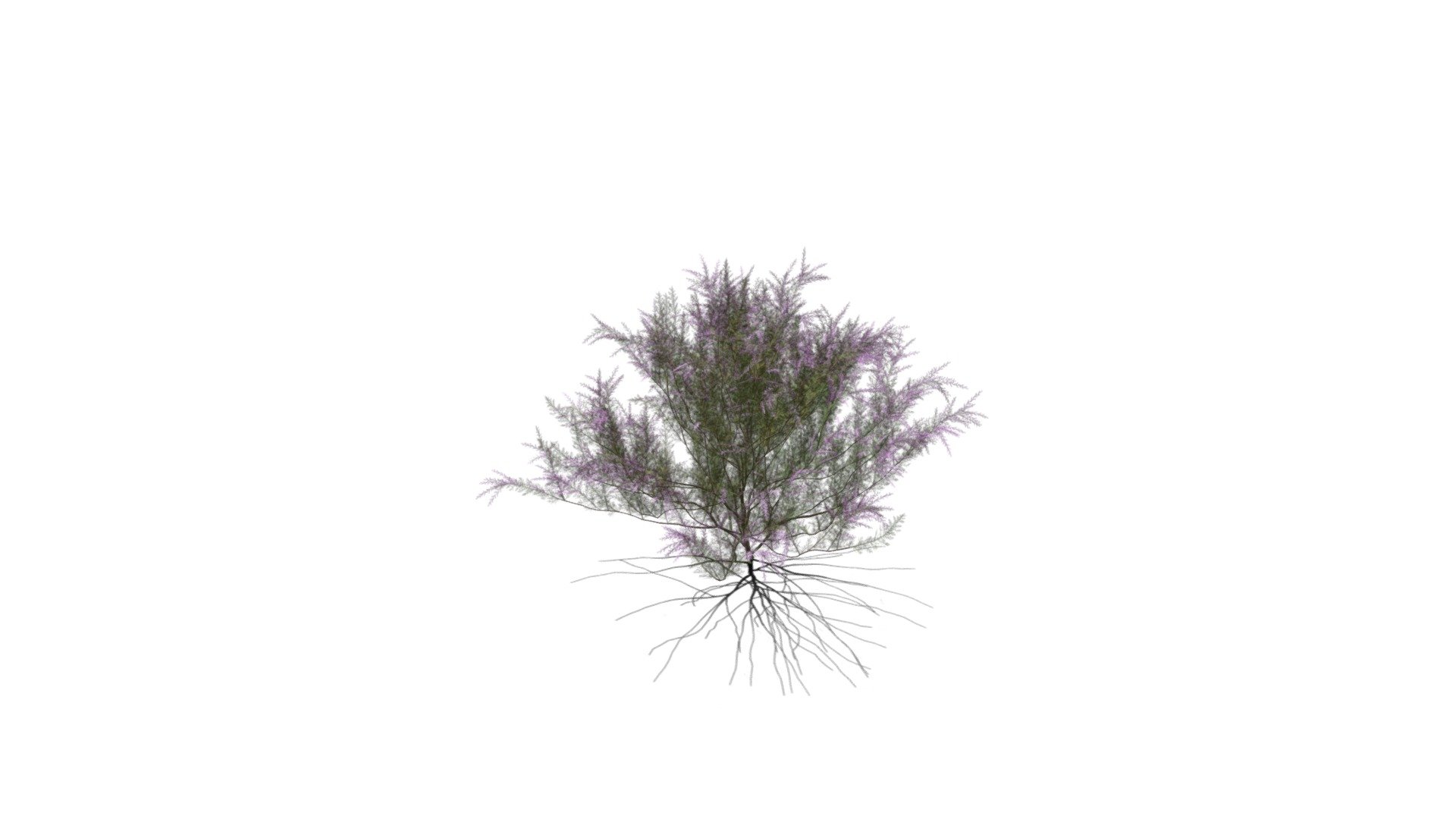 Realistic HD French tamarisk (2/20) - Download Free 3D model by ...