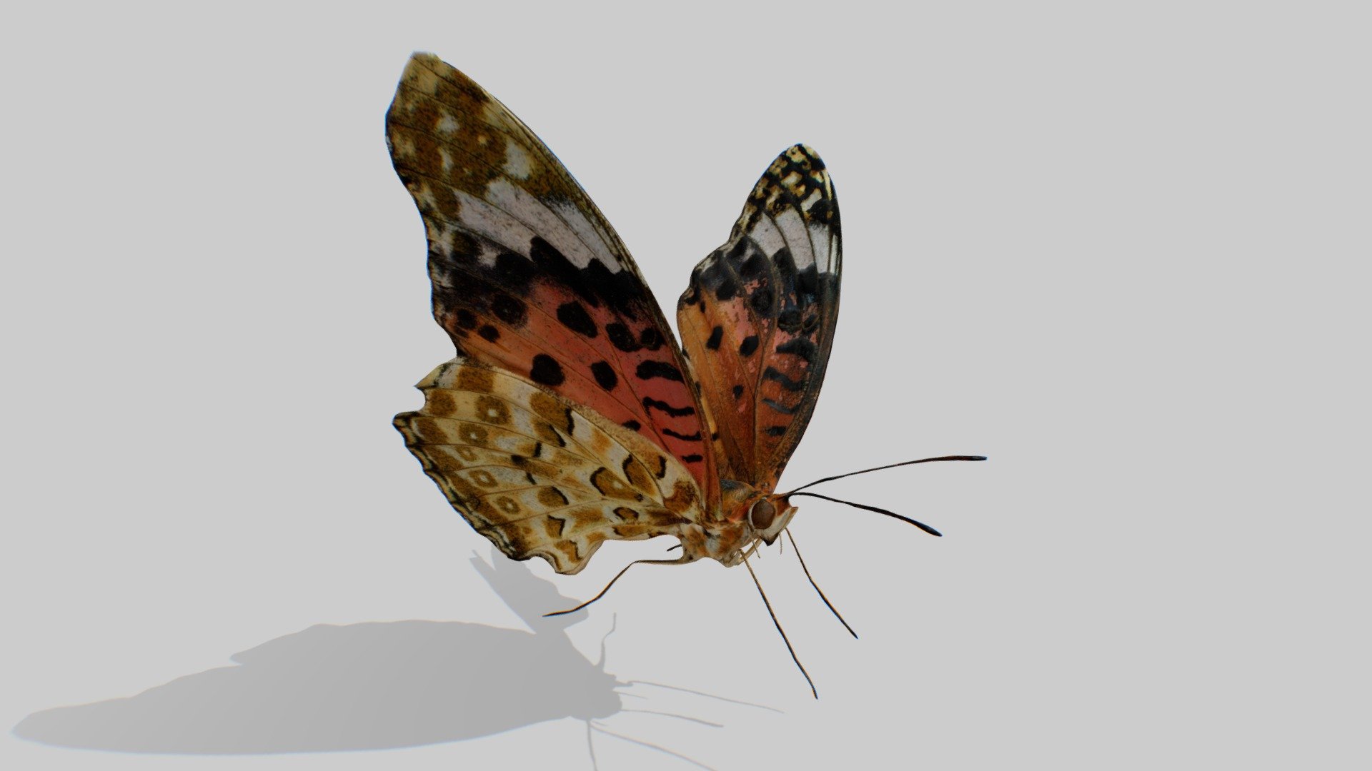 Butterfly 1 (JIP) - 3D model by bunnopen [ed37c7d] - Sketchfab