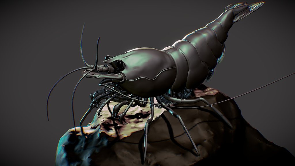 Shrimp Crystal Red - 3D model by Jevgeny Seiler (@ndrakey) [ed39355 ...
