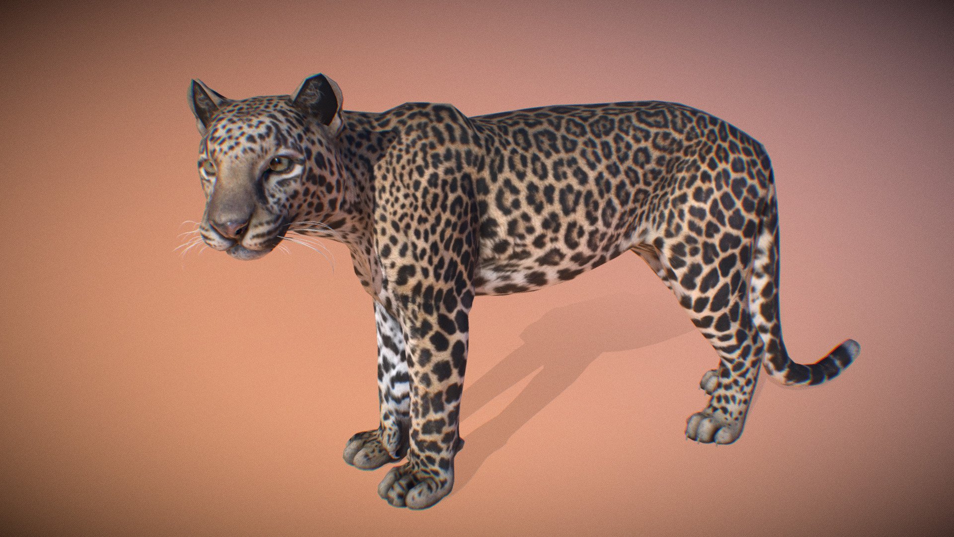 Animalia - Leopard (male) - 3D model by GiM (@GamesInMotion) [ed474d2 ...