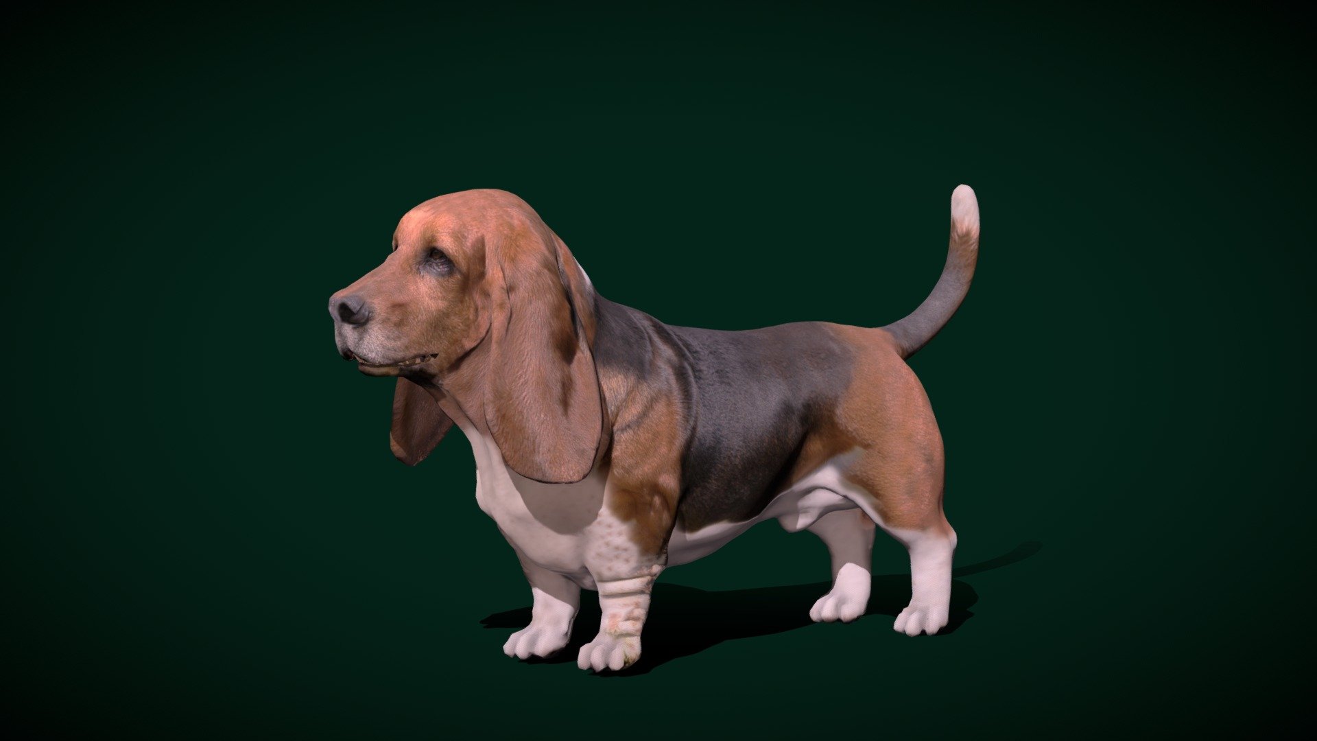 Basset Hound Dog Breed - Buy Royalty Free 3D model by Nyilonelycompany ...