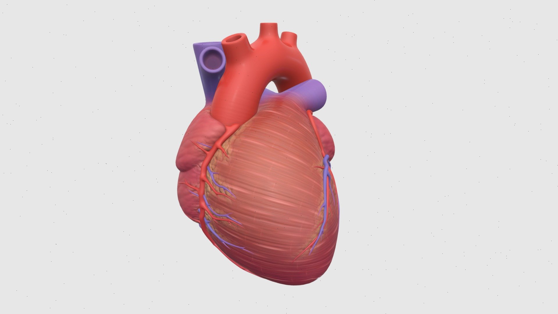 Heart - 3D model by University of Dundee, CAHID (@anatomy_dundee ...