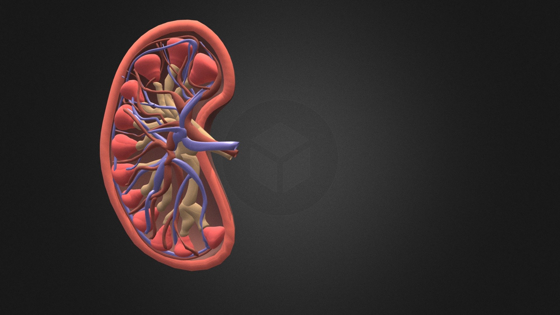 kidney - 3D model by malique2204 [ed55e6a] - Sketchfab