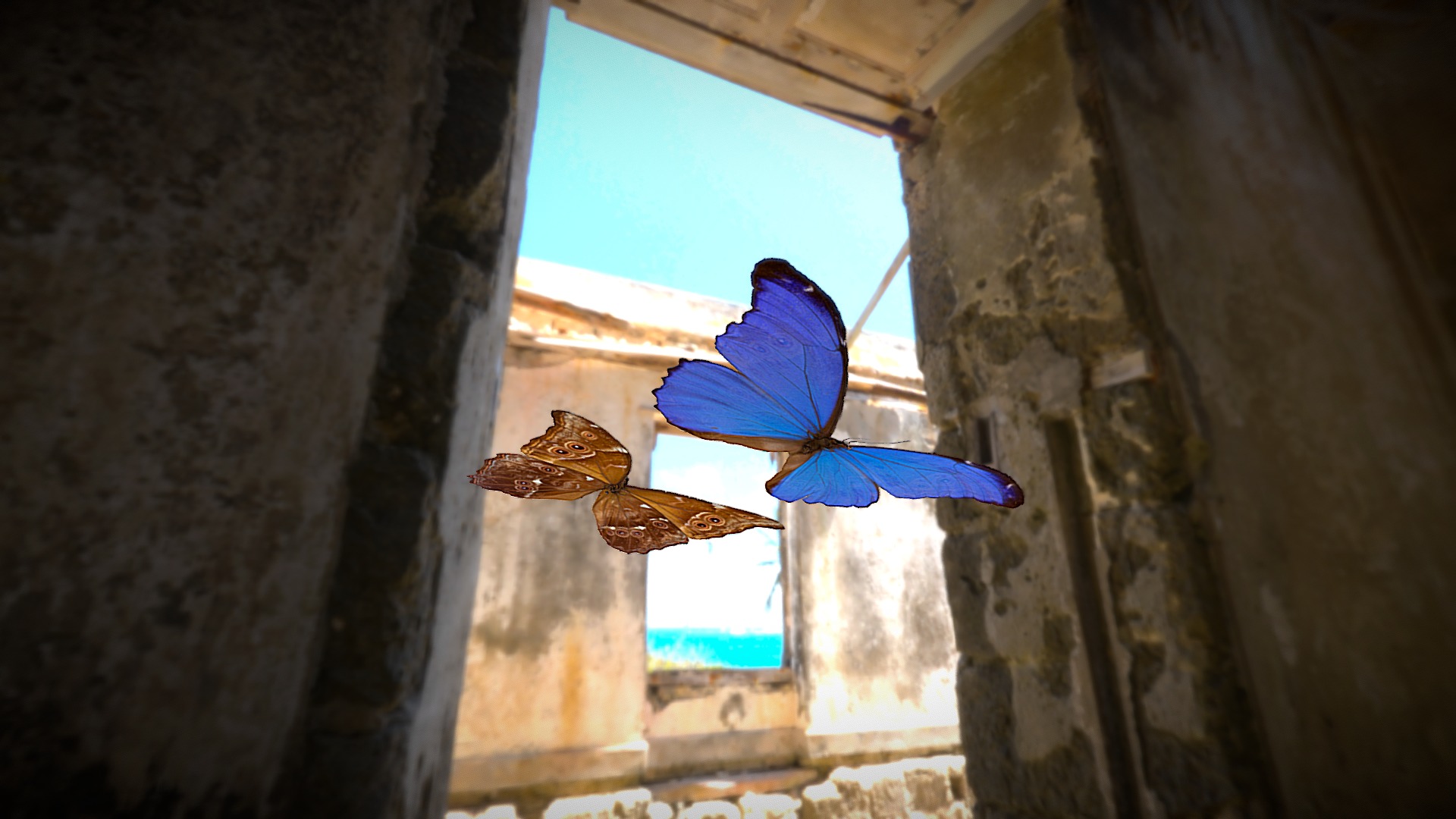 Morpho - Download Free 3D model by Johndoh [ed5b058] - Sketchfab