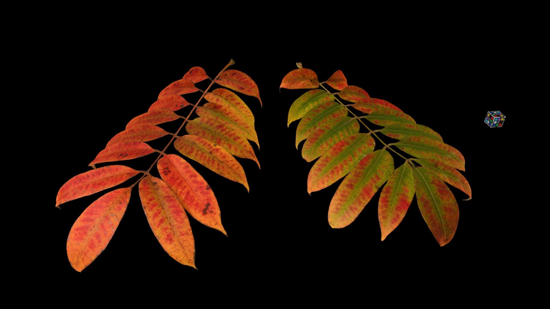 ハゼノキ？ 🍂 Japan Wax Tree, T. succedaneum - Download Free 3D model by ...