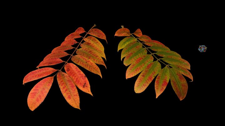 Malvids 3D models - Sketchfab