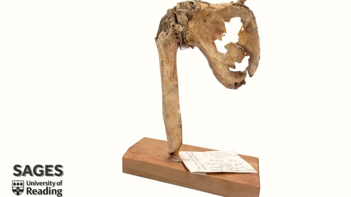 Palaeopathology 3D models - Sketchfab