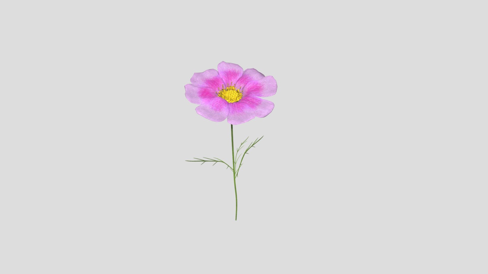 Cosmos flower - 3D model by amsiu [ed67b92] - Sketchfab
