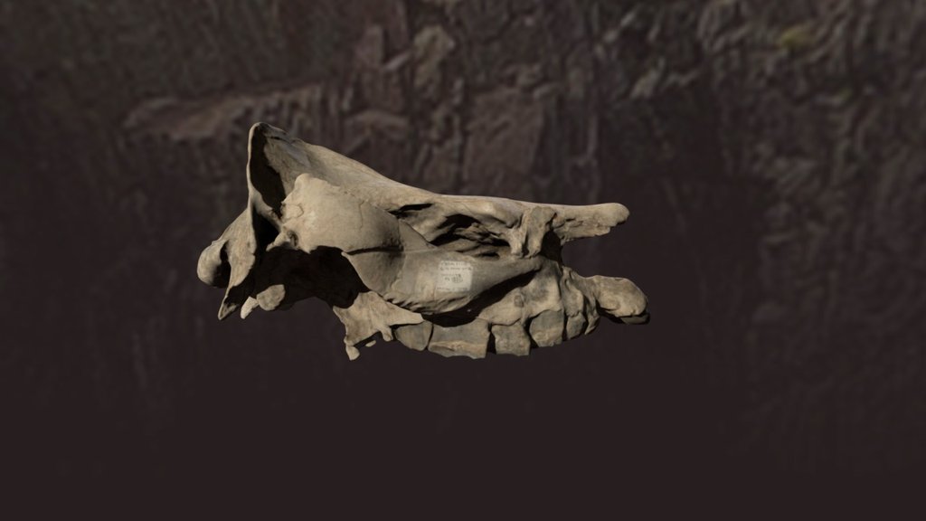 Teleoceras Skull - Kevin - 3D model by Nebraska Public Media ...