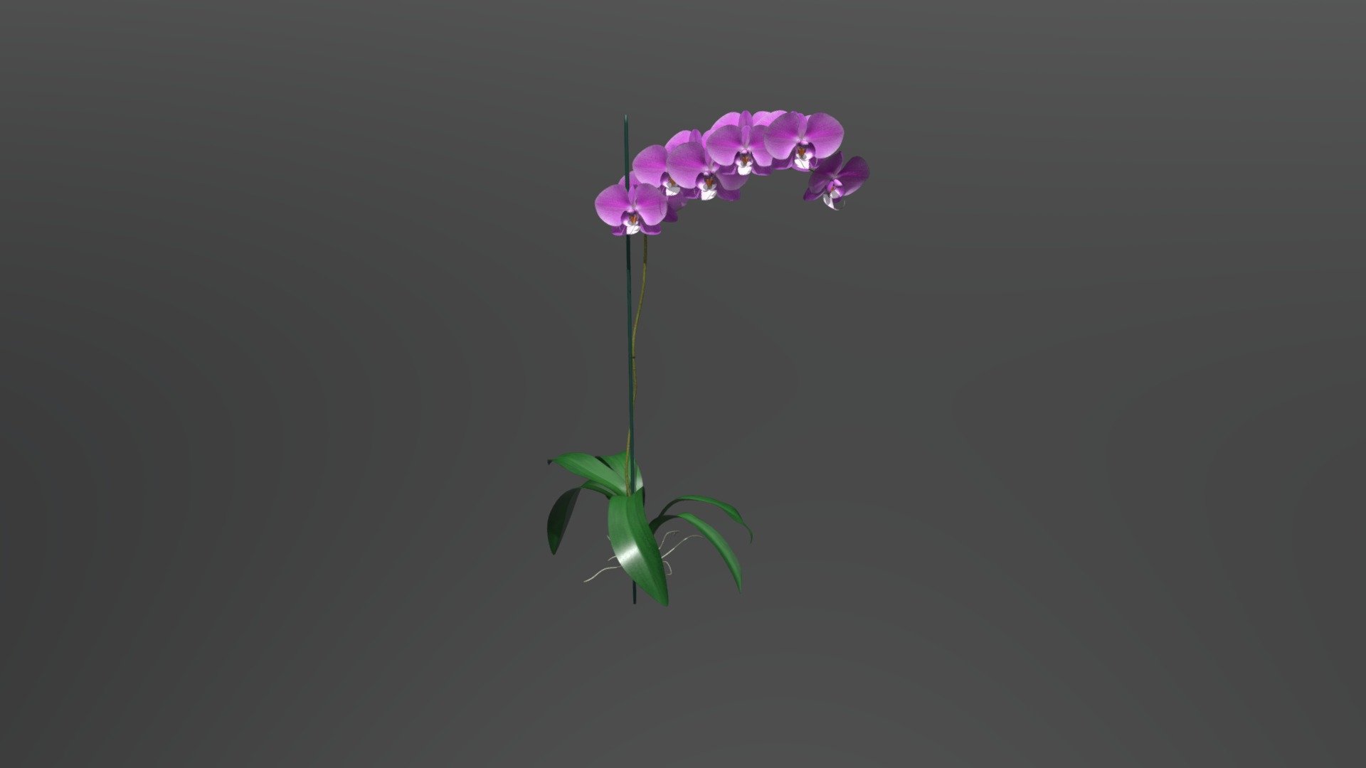 Orchid - 3D model by Adrian (@slayermotor) [ed6ef96] - Sketchfab