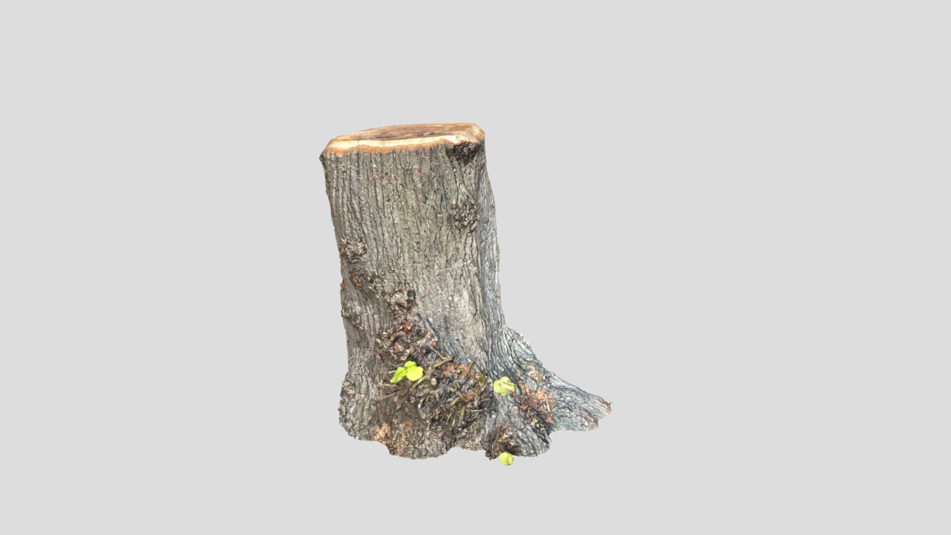 Tree Stump - Buy Royalty Free 3D model by Mindshower [ed71385 ...