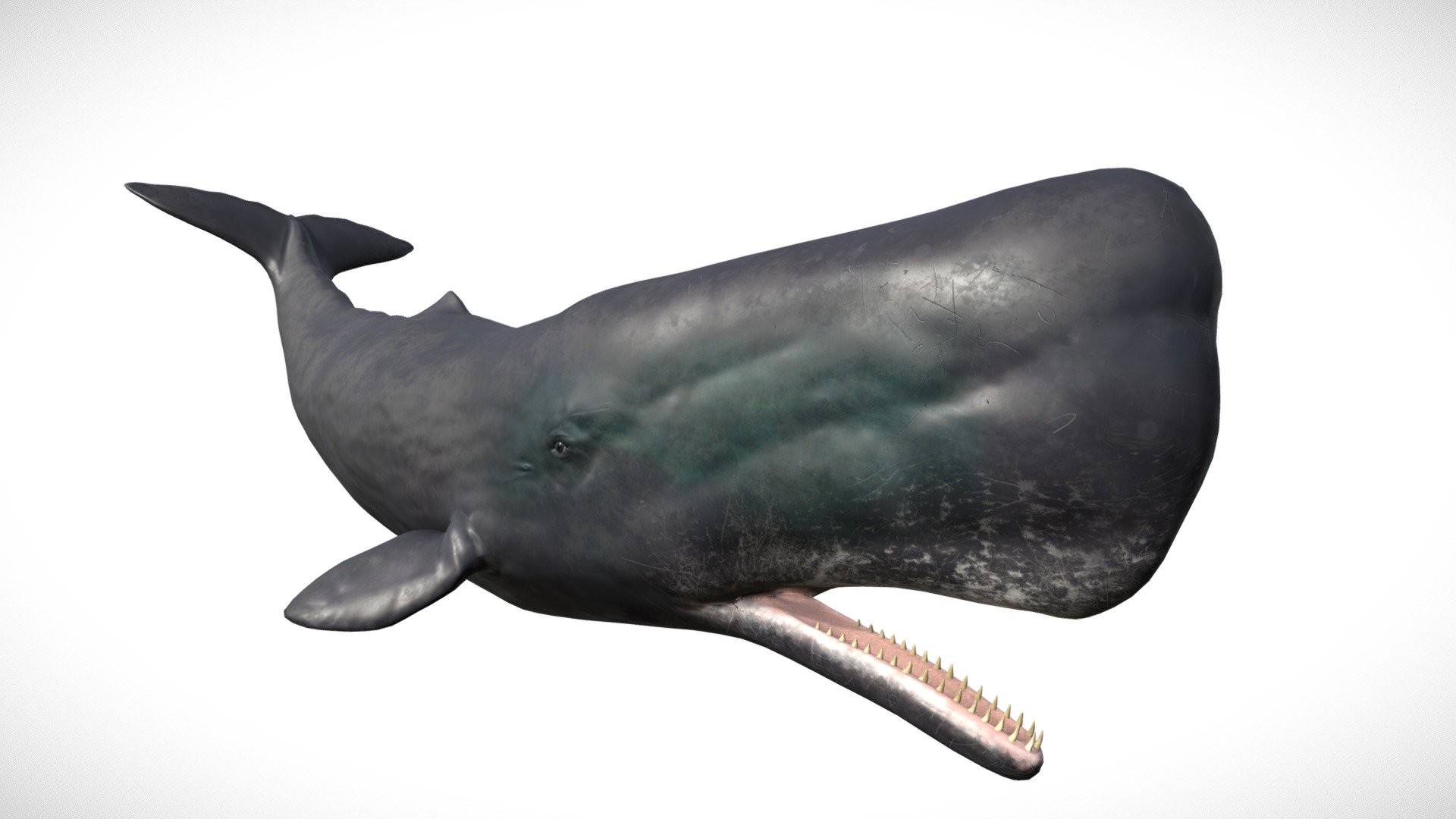 Sperm Whale - Buy Royalty Free 3D model by Etherion Designs ...