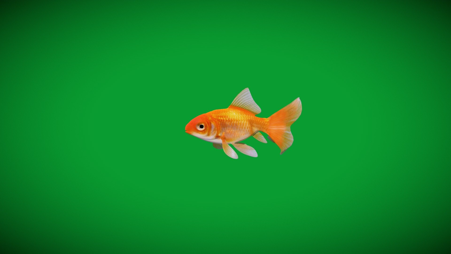 Comet Goldfish - 3D model by Nyilonelycompany [ed805f1] - Sketchfab