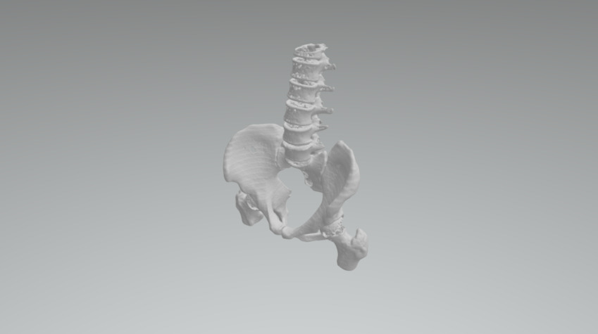 Spine Boneography Scan - 3D model by Ellipsis Media (@prepress ...