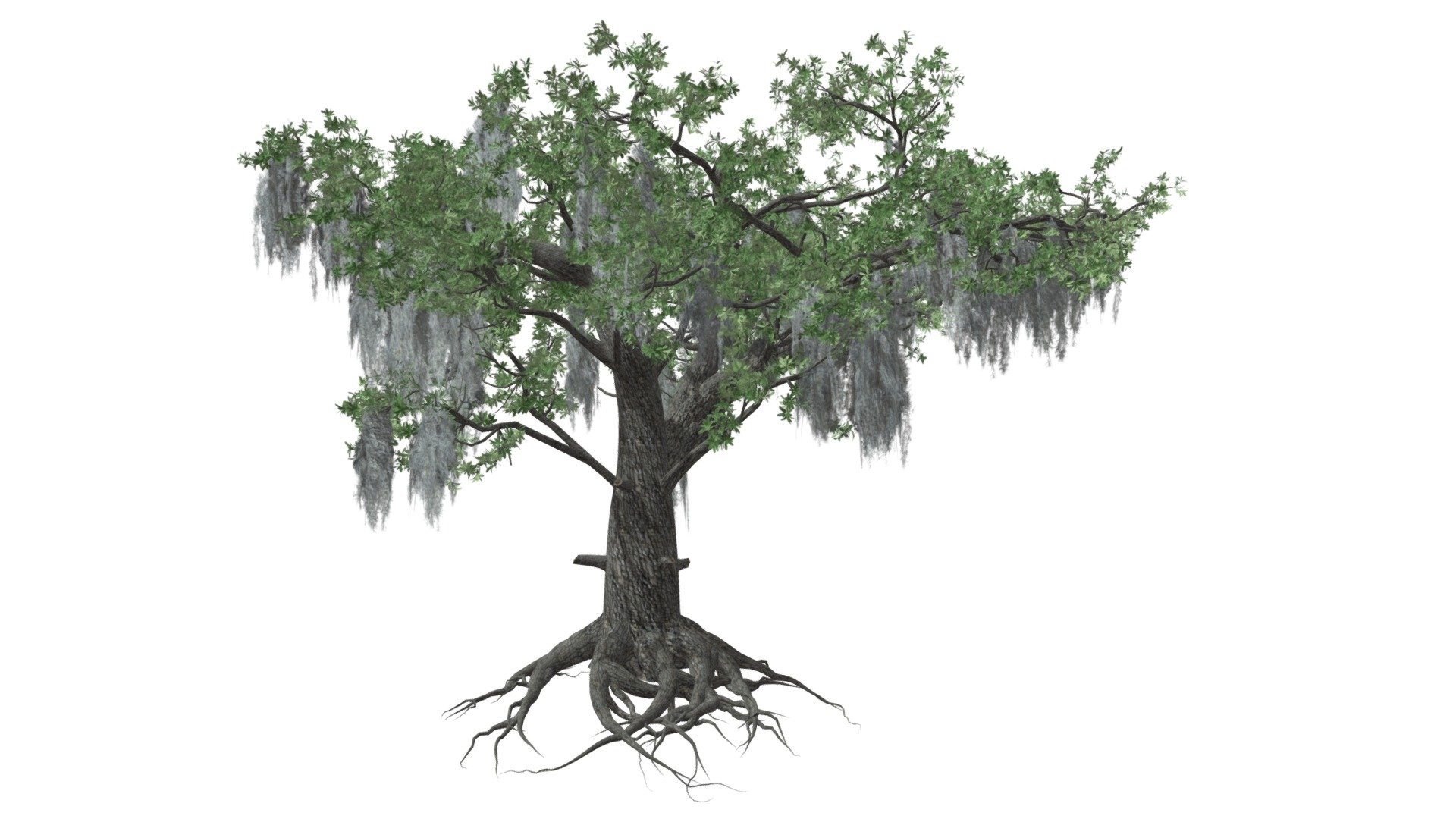 Live Oak Tree #02 - Buy Royalty Free 3D model by meshshape [ed89899 ...