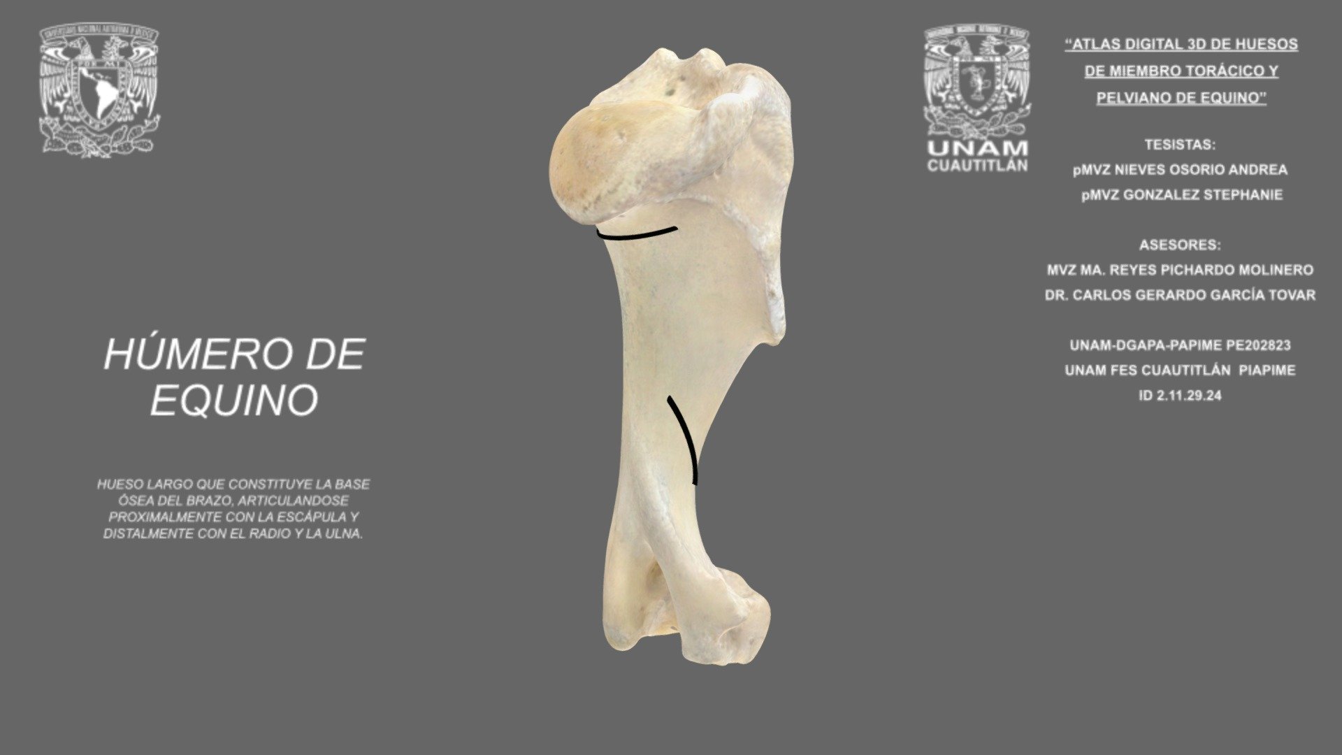 Húmero de equino - 3D model by Anatomía Veterinaria FESC-UNAM ...