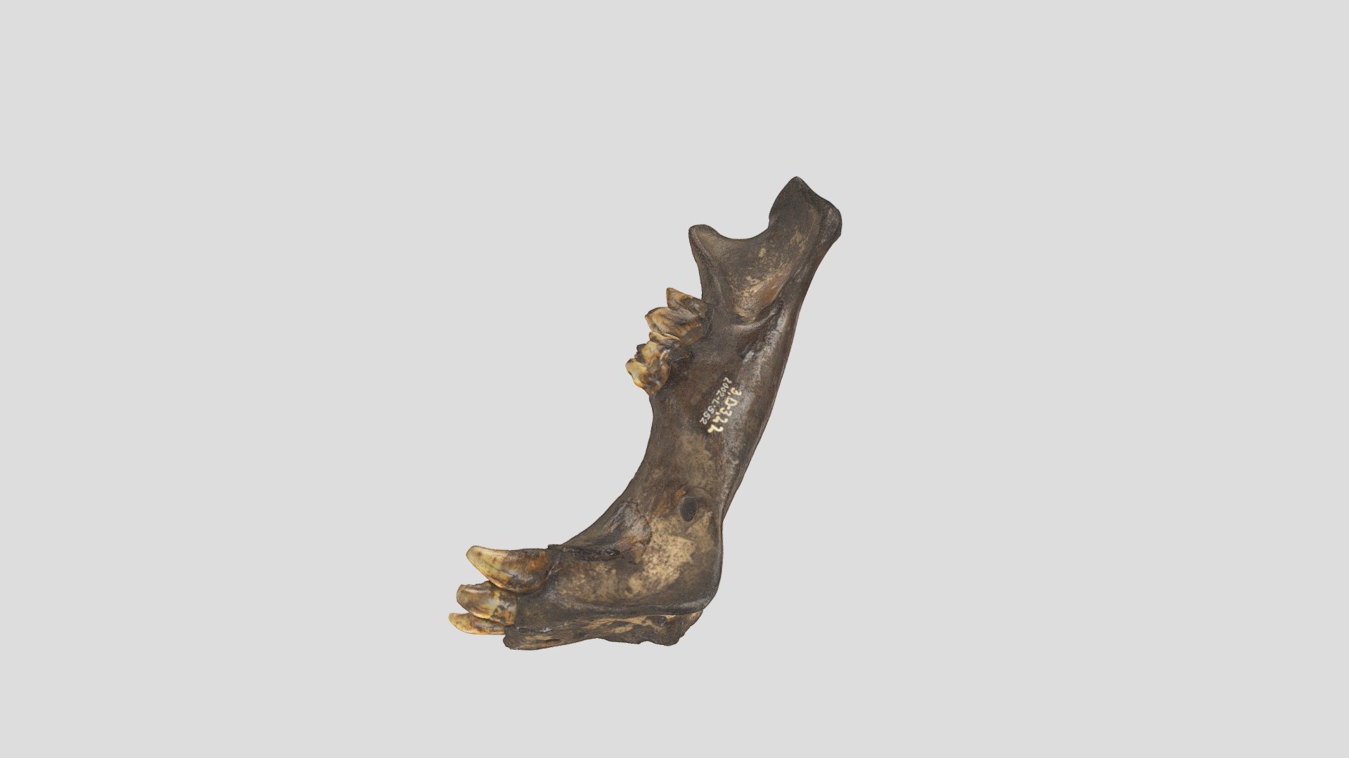 Fossil sabertooth (Smilodon fatalis) dentary - 3D model by Natural ...