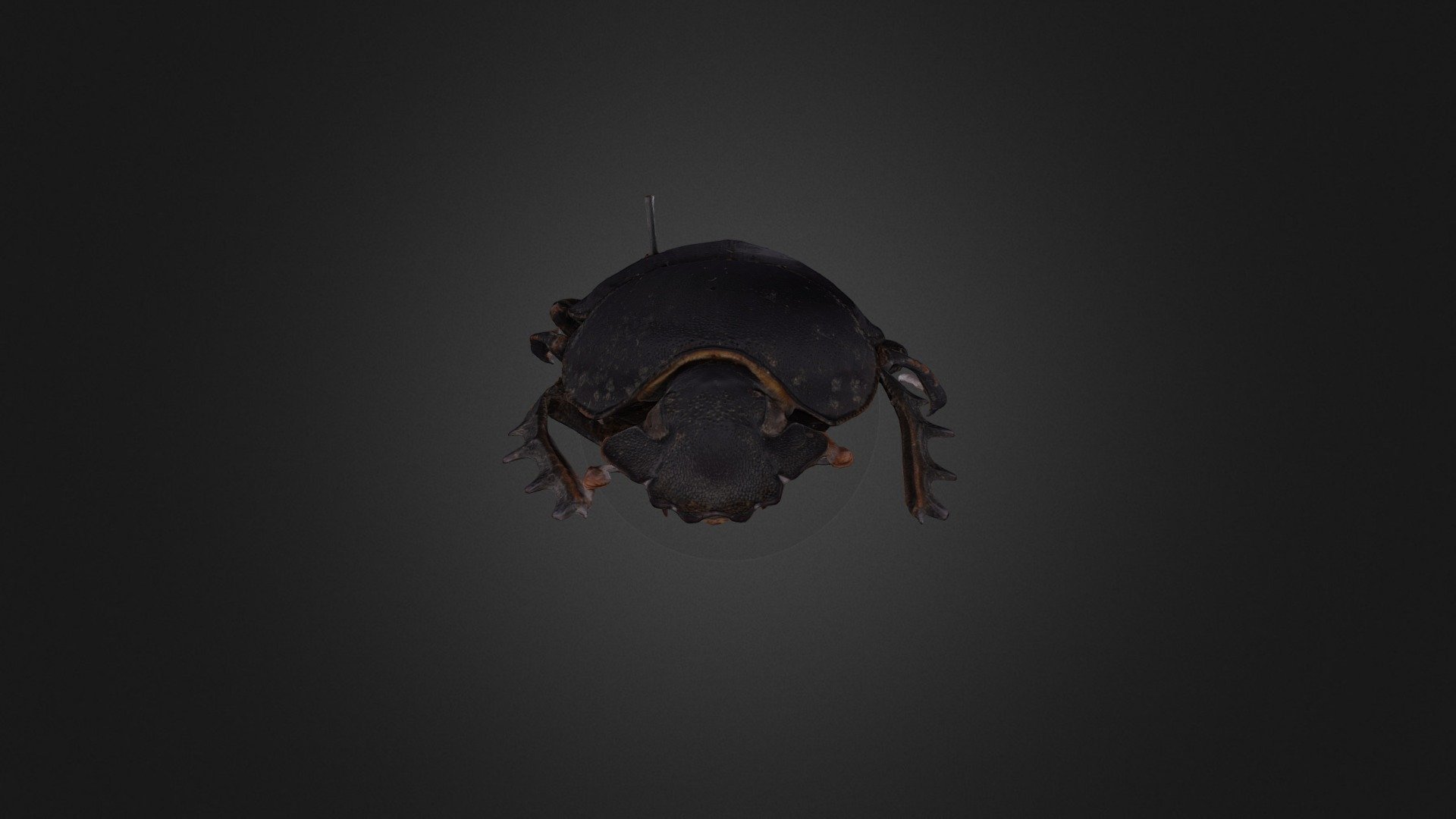 Scarab Beetle: Bolton Museum Collection - 3D model by Archaeology ...