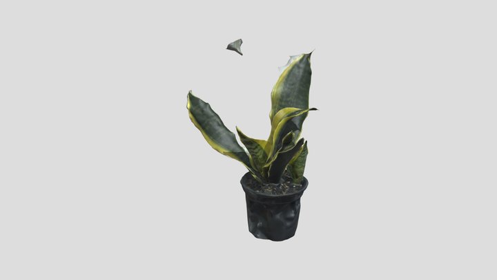 Snake-plant 3D models - Sketchfab