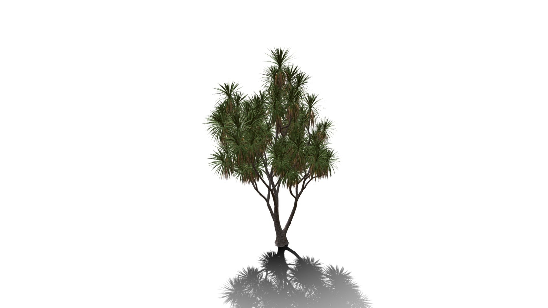 Realistic HD Cabbage tree (35/50) - Download Free 3D model by ...
