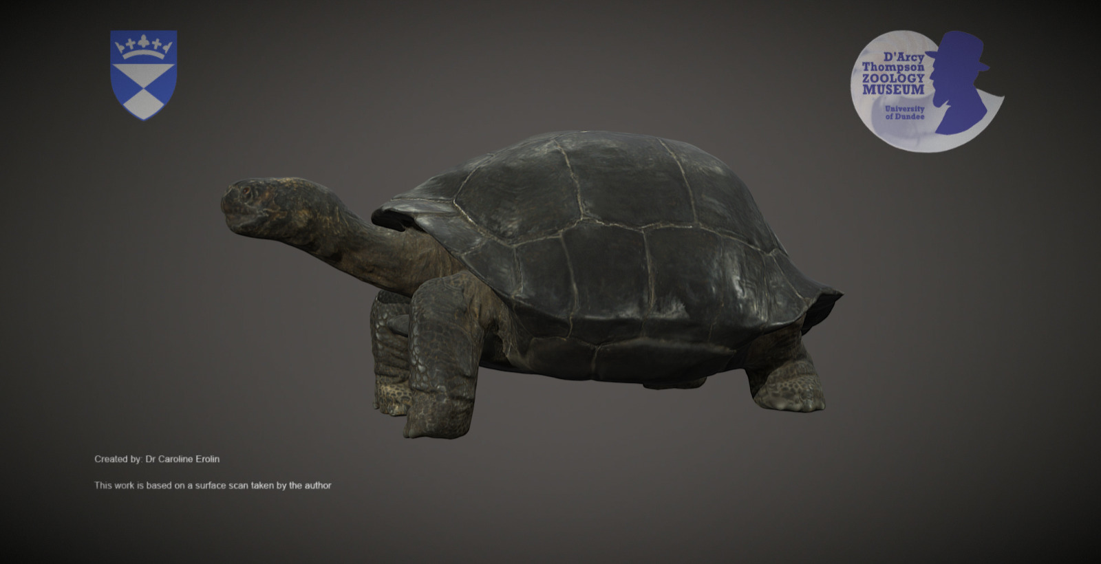 Galapagos Giant Tortoise - Download Free 3D model by University of ...