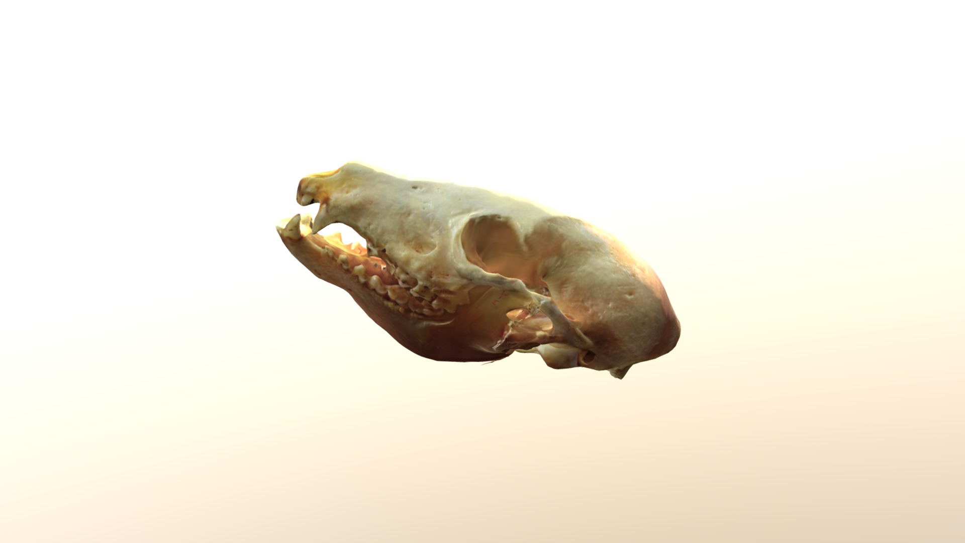 Coati Skull - 3D model by Libraries of Life (@ExplorMorLabs) [edae804 ...